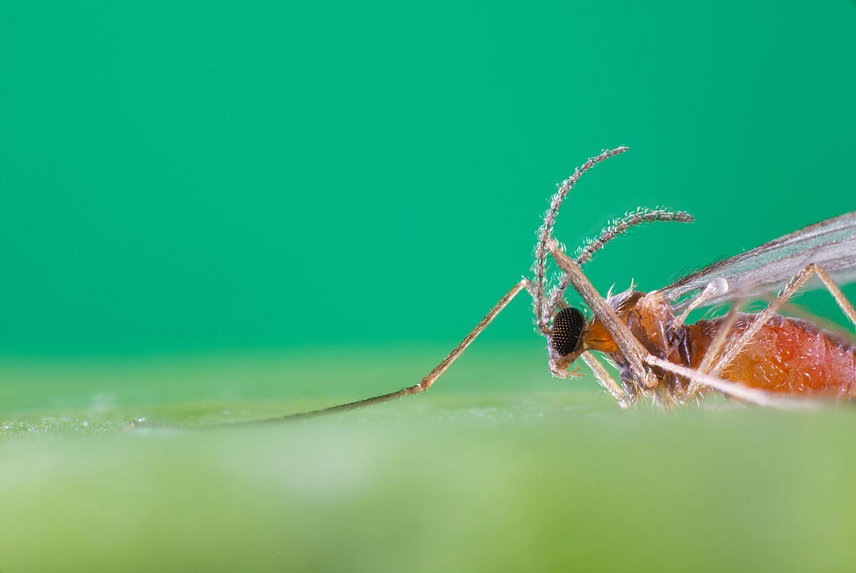 Aphidend | Aphid Control | Gall Midges (Aphidoletes aphidimyza)