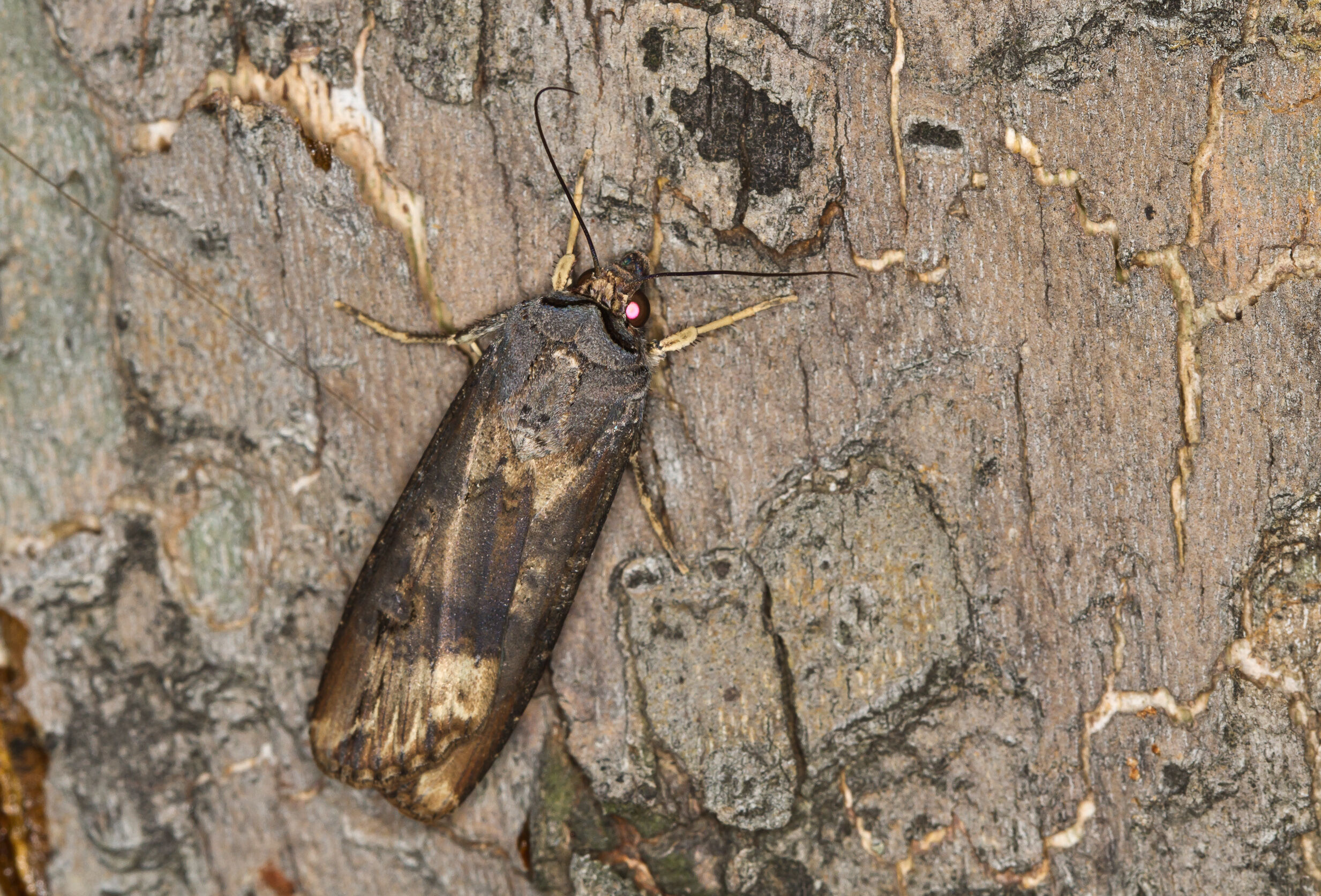 Bicho-da-farinha - Biocontrolo, danos e ciclo de vida