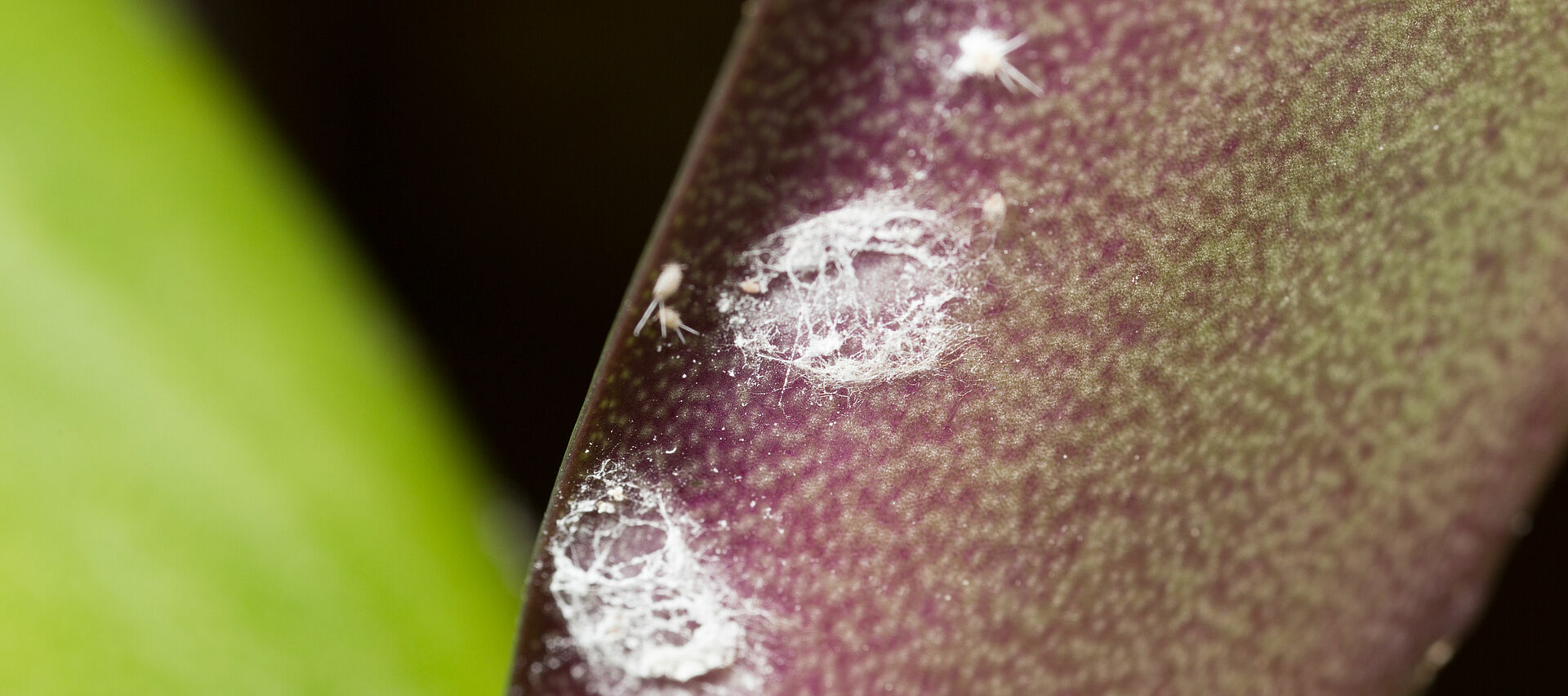 Mealybugs and scales - Biocontrol, Damage and Life Cycle