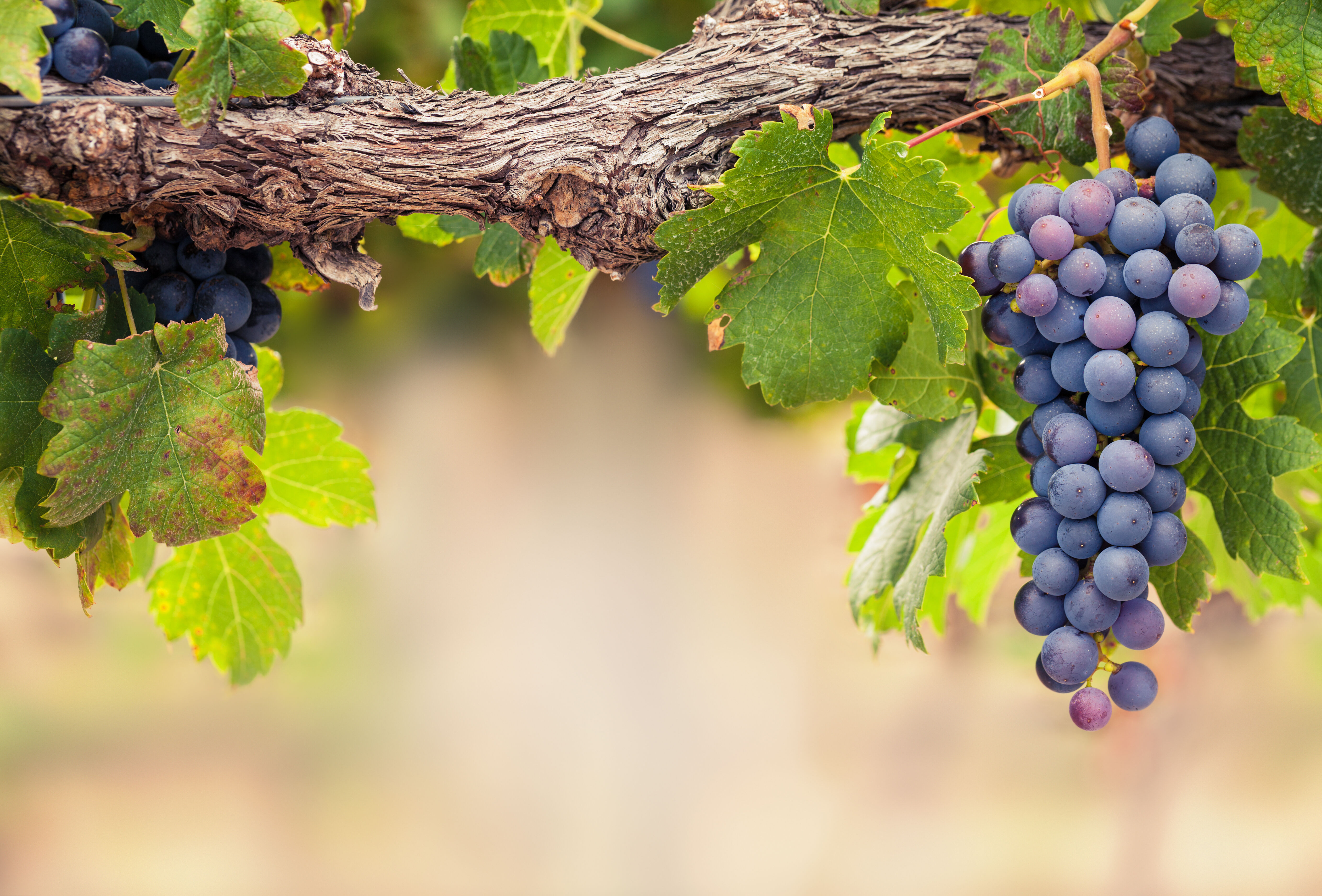 Uvas | Koppert Portugal