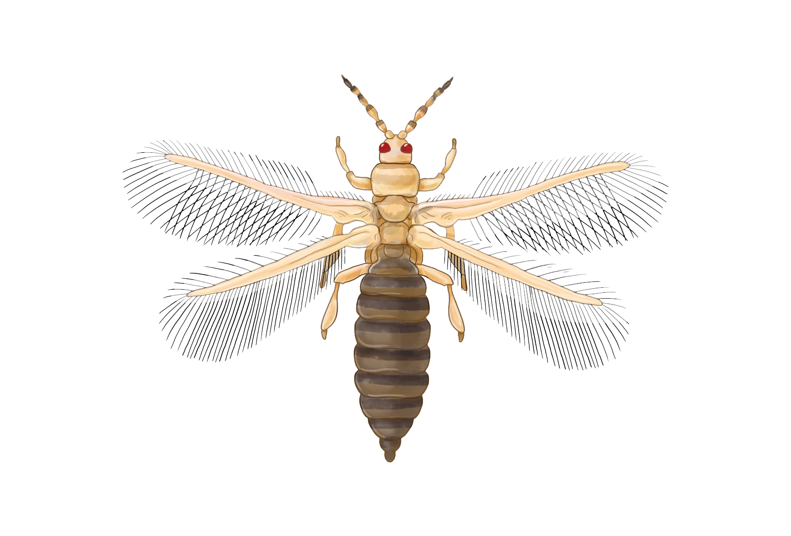 Tripes - Biocontrolo, danos e ciclo de vida