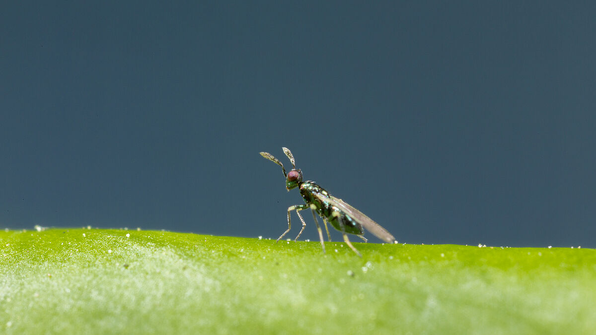 Miglyphus | Controlo do minador das folhas | Vespas parasitas ...