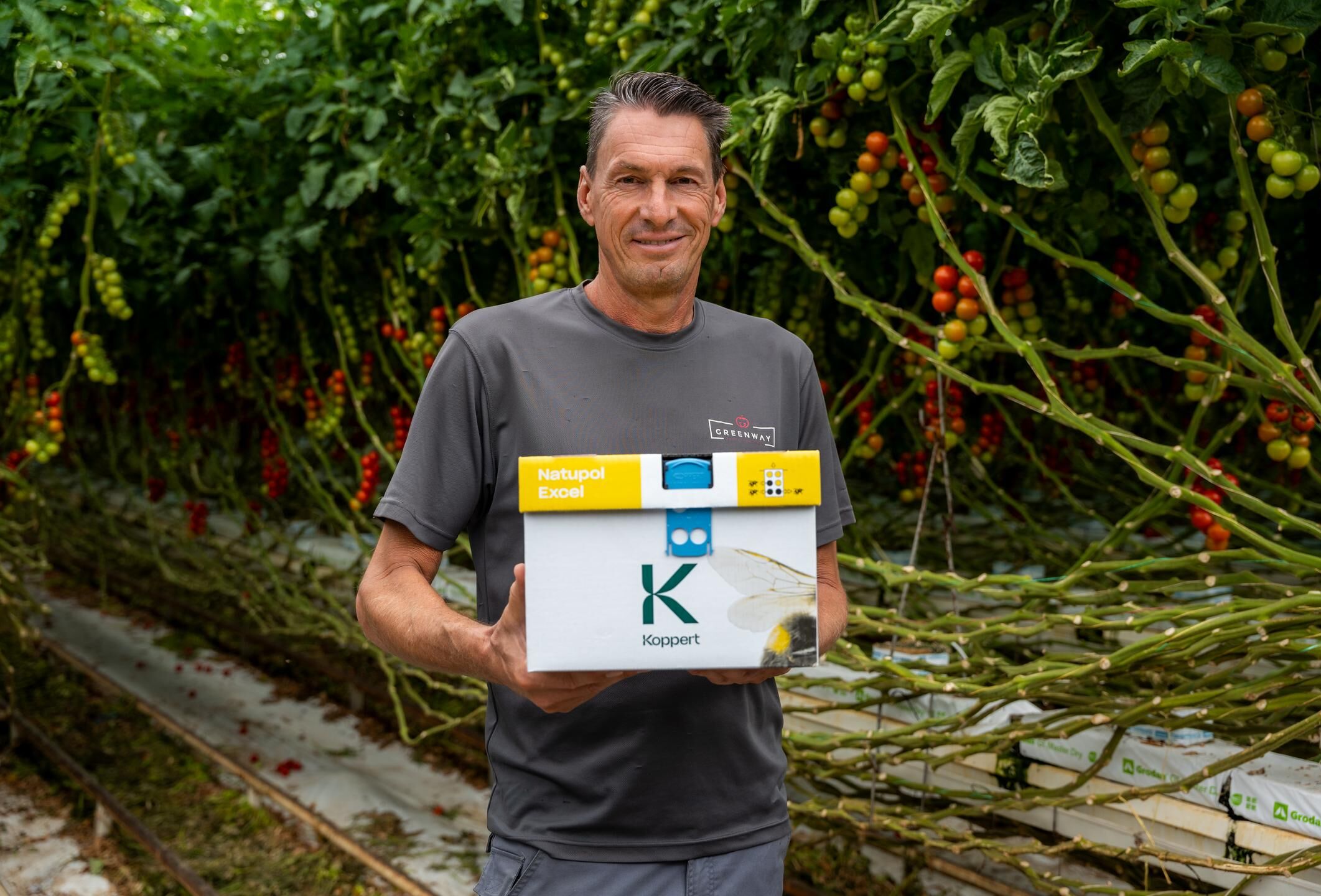 Maximizar a Polinização no Tomate - Melhores Práticas das Abelhas