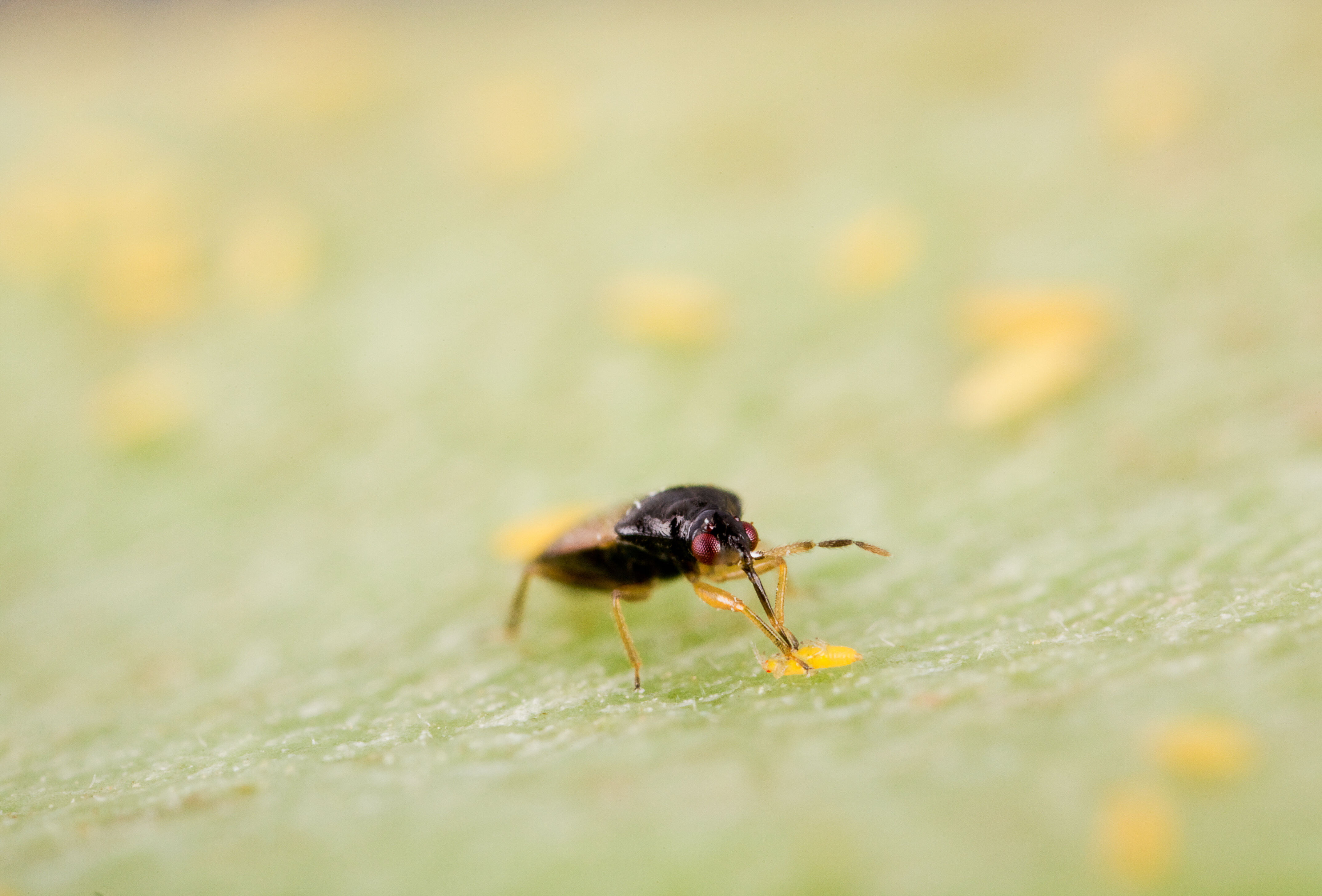 Insectos predadores para o Controlo De Pragas